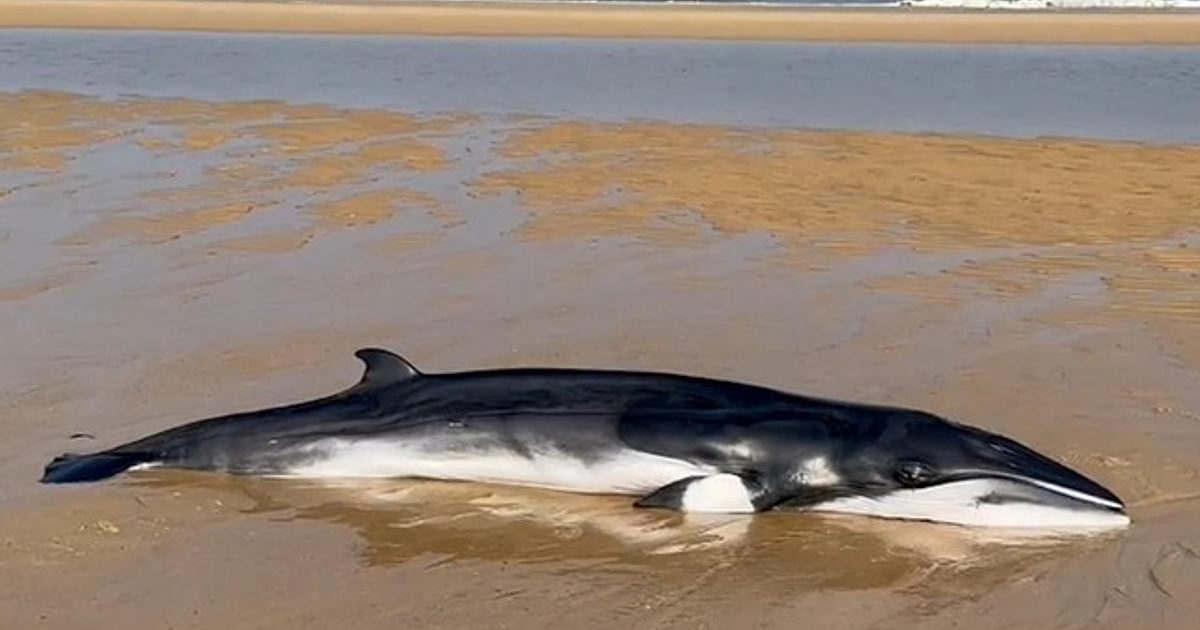 Dwergvinvis spoelt aan in Oostende | TAGMAG