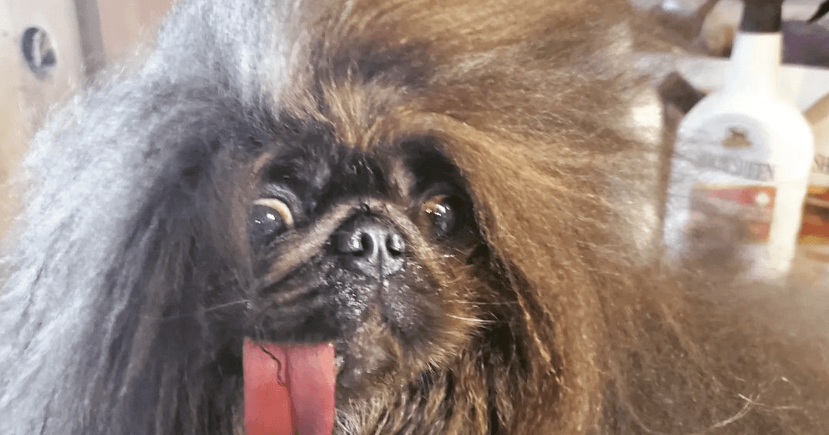 Dit is de lelijkste hond ter wereld | TAGMAG