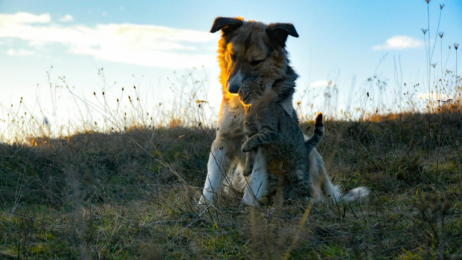 Dit zijn de populairste honden- en kattennamen van 2025 | TAGMAG