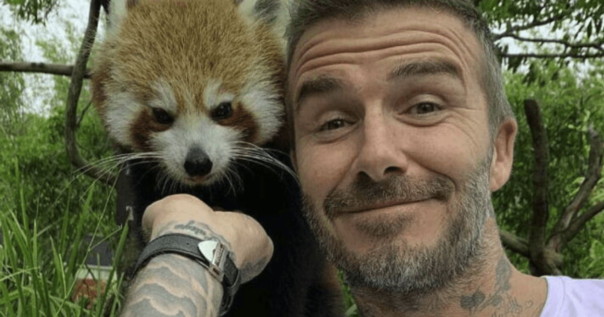 David Beckham reageert subtiel op post van zoon Brooklyn | TAGMAG