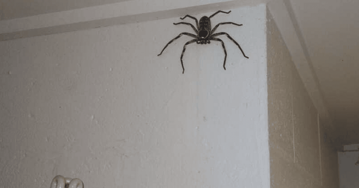 Deze enorme spin woont al een jaar lang in huis bij… | TAGMAG