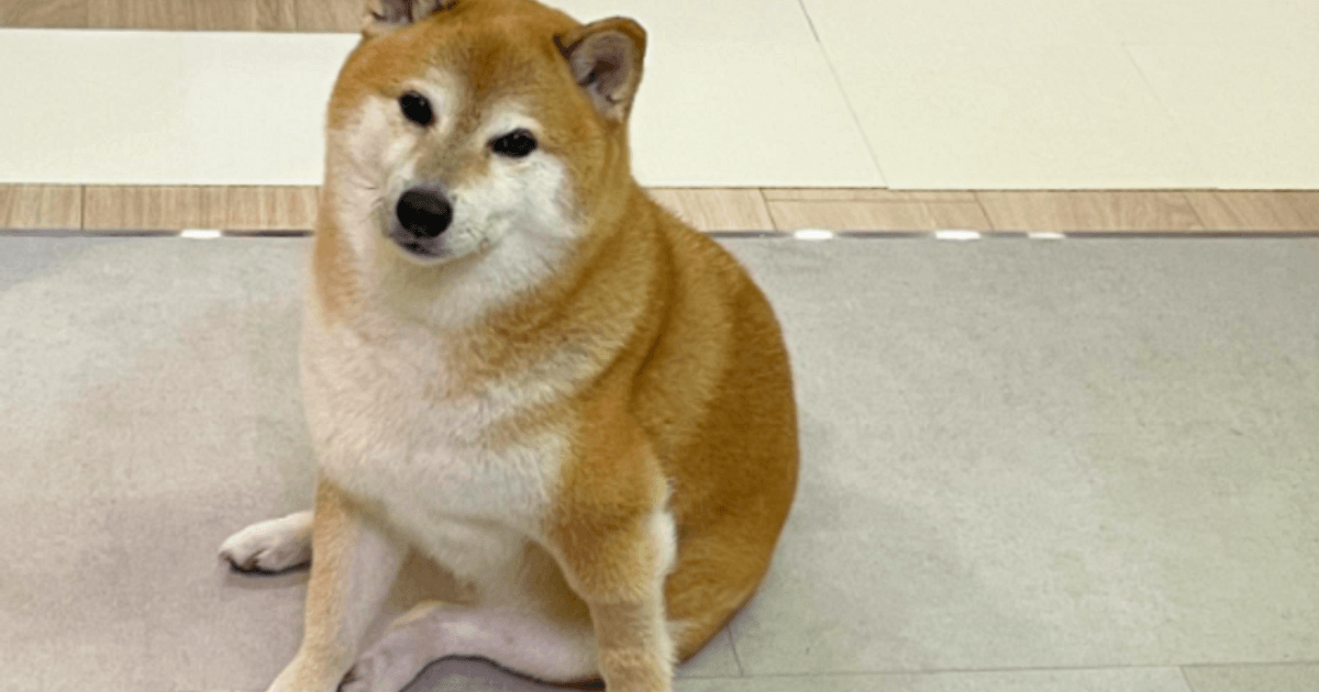 Bekende meme-hond Balltze overleden | TAGMAG